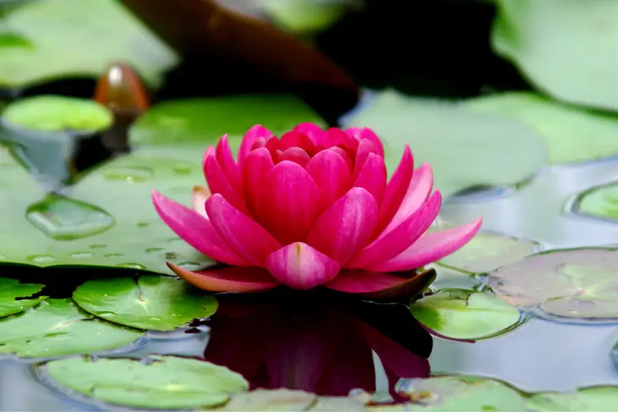 Lotus Tarot: Free Online Tarot Reading